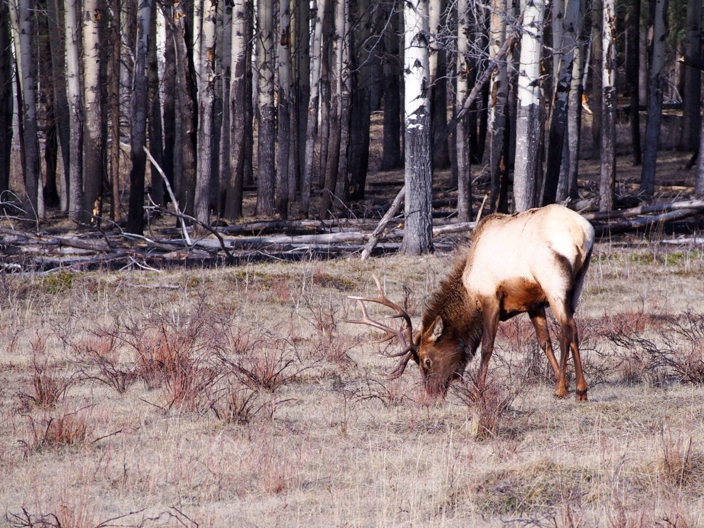 Banff In Spring | Go Live Explore