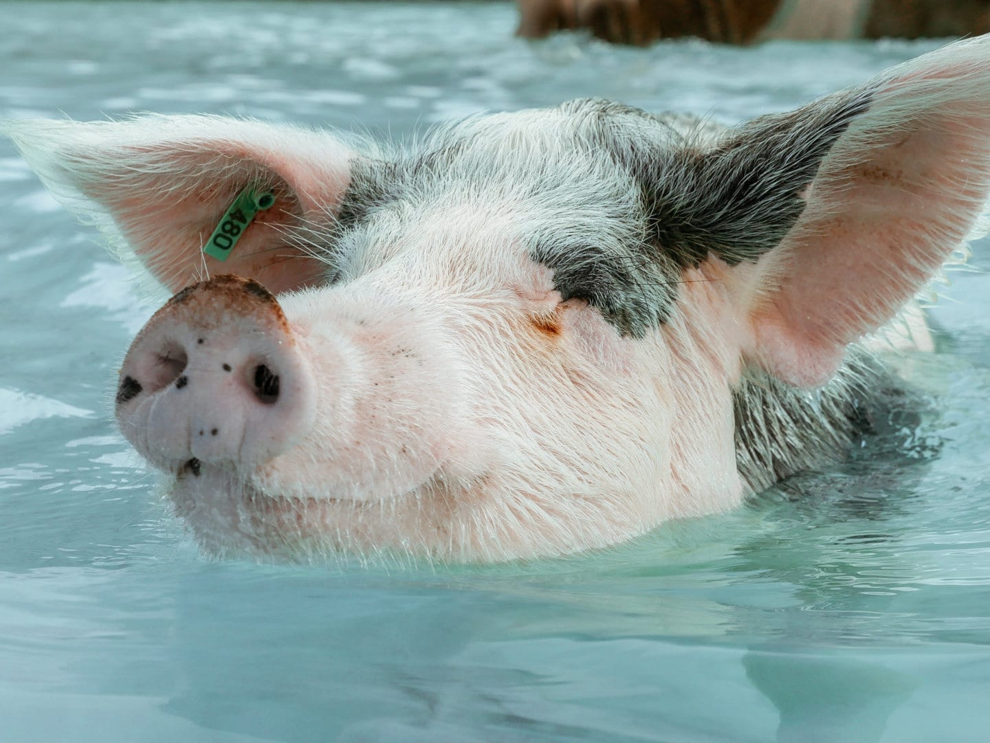 Swimming With Pigs In The Bahamas - Go Live Explore