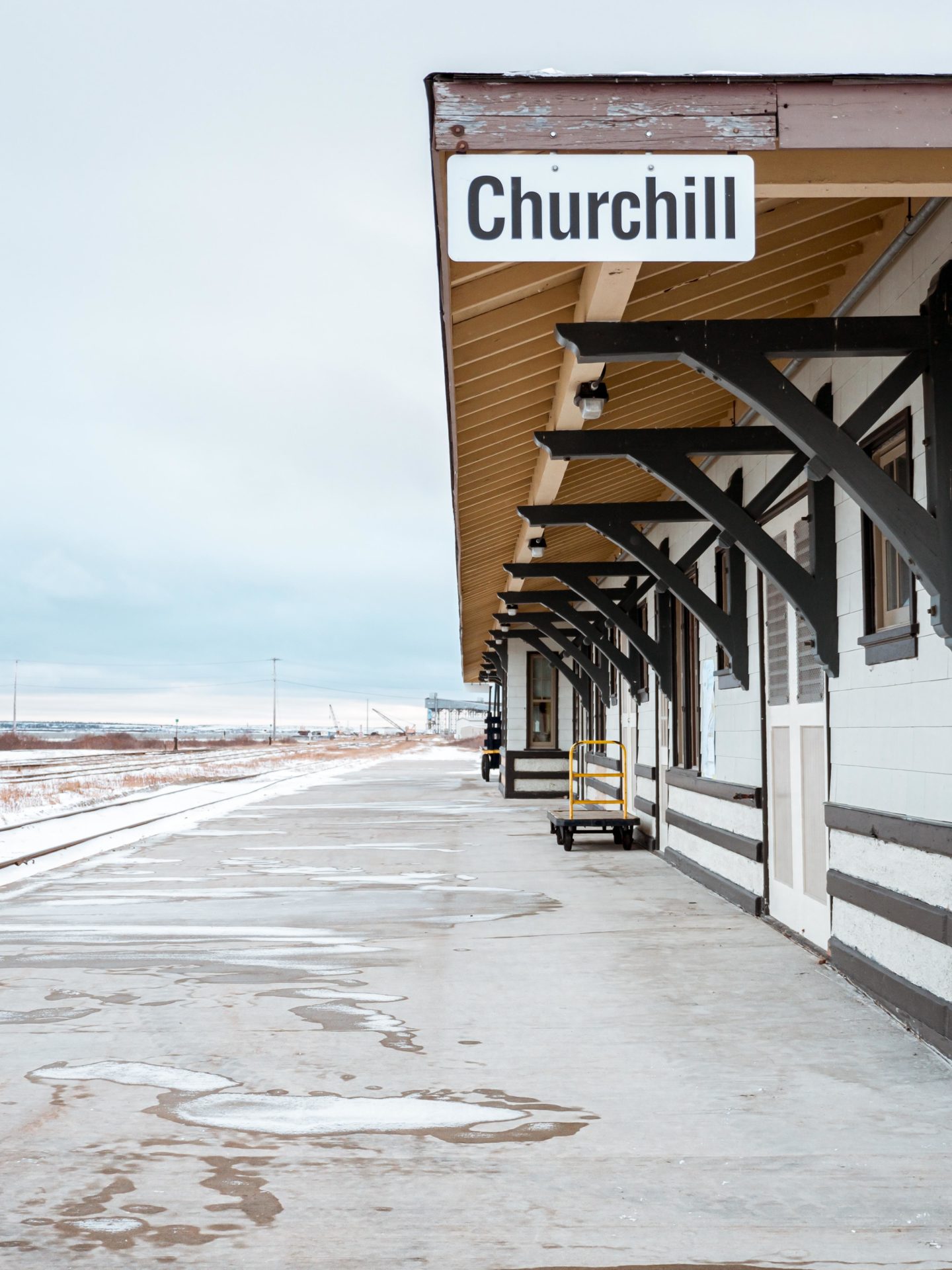 Polar Bears in Churchill Manitoba | What To Expect From A Polar Bear Tour