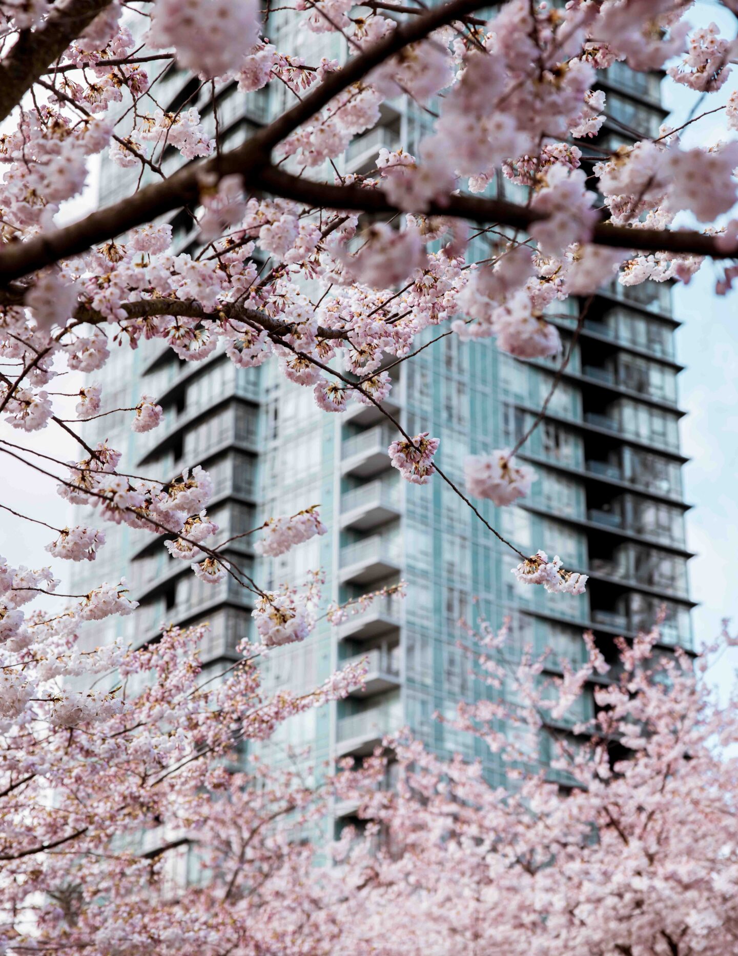 Best Spots To See Cherry Blossoms In Vancouver