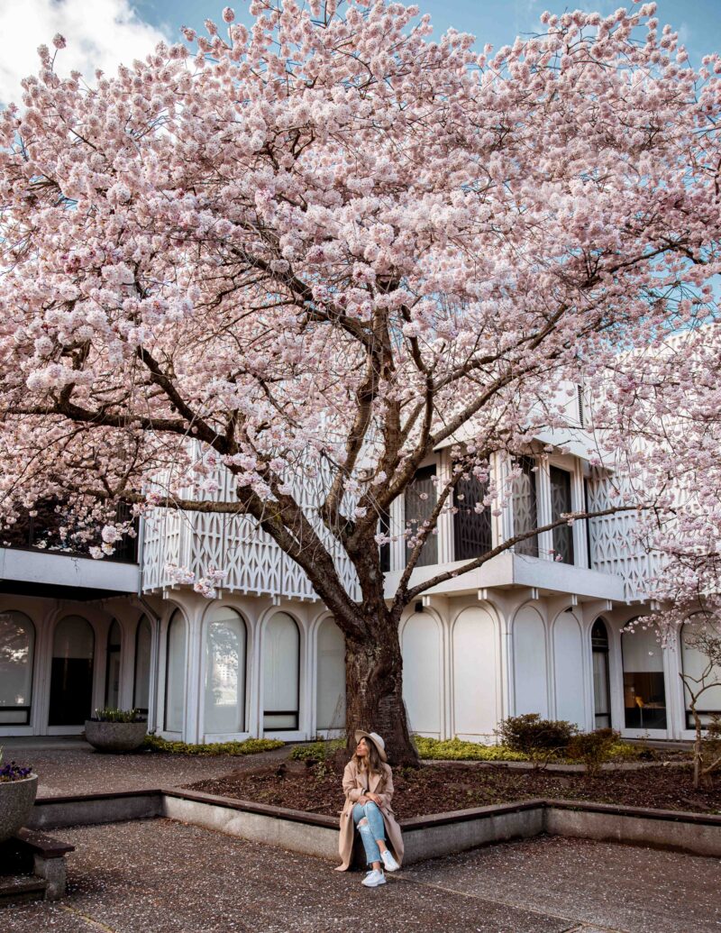 Best Spots To See Cherry Blossoms In Vancouver